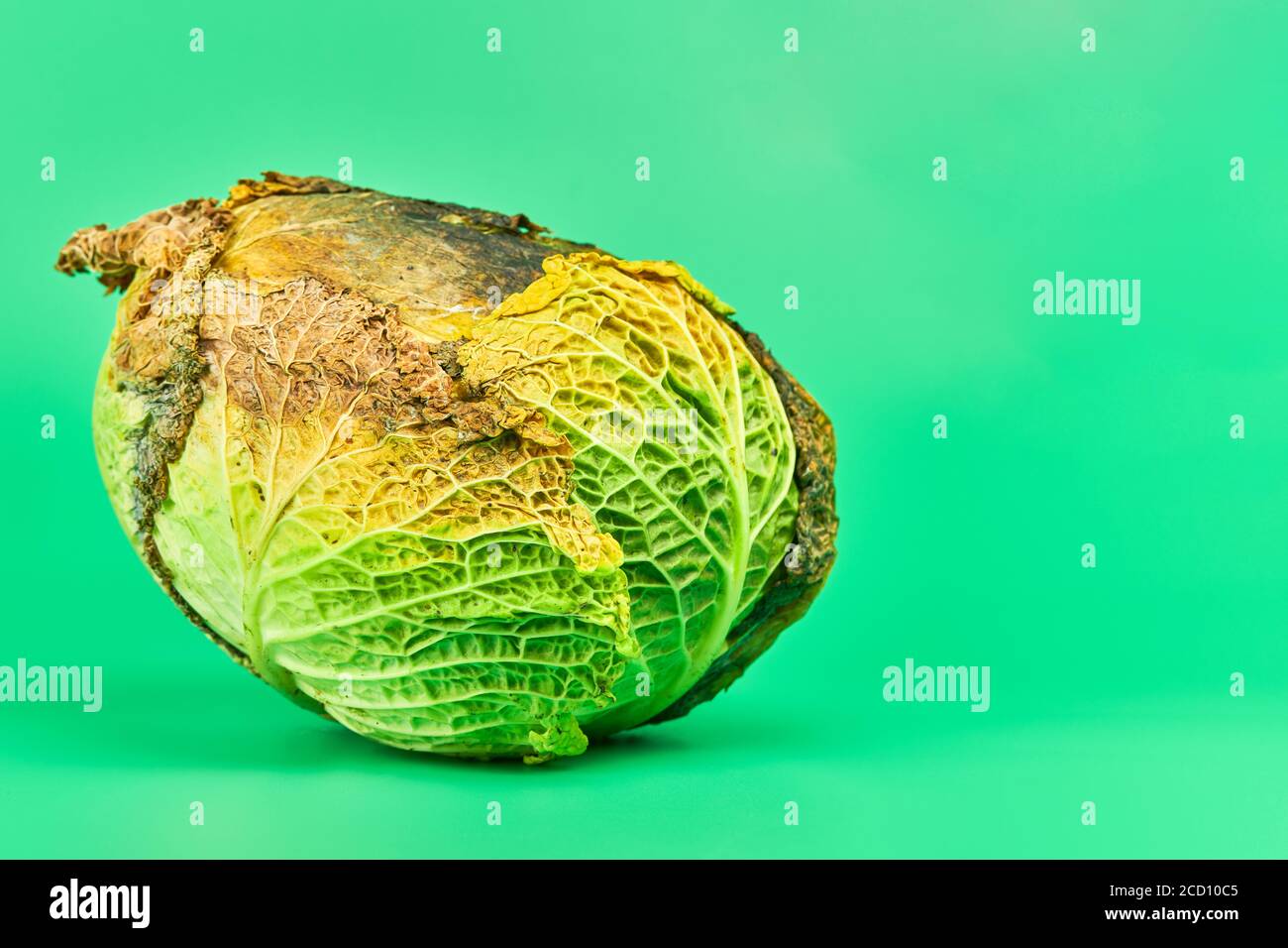 Rotten cabbage, green background. Head of moldy cabbage, copy space ...