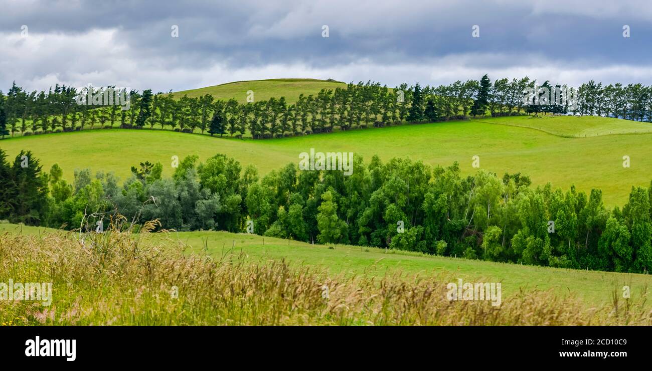 Divided tree hi-res stock photography and images - Alamy