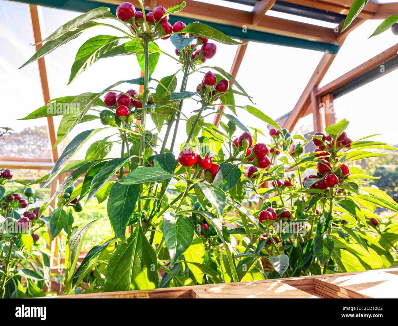 Chilli ciliegia piccante hi-res stock photography and images - Alamy