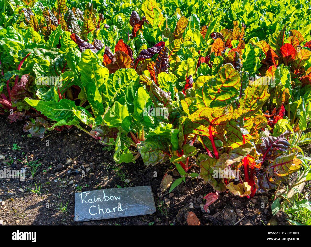 Rainbow Chard growing profusely in a restaurant Kitchen Garden with ...
