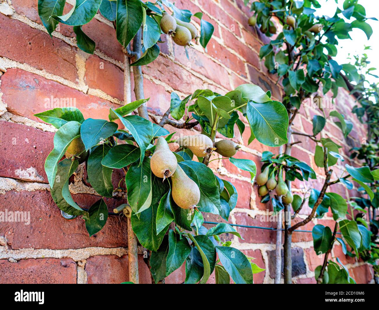 Trellis garden wall hi-res stock photography and images - Alamy