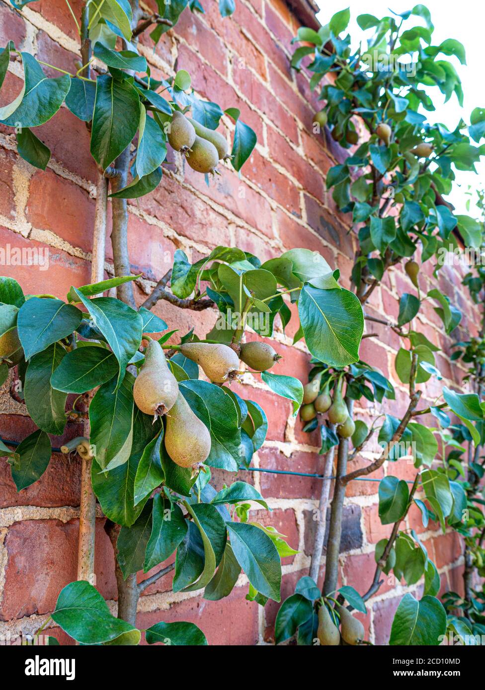 Trellis garden wall hi-res stock photography and images - Alamy