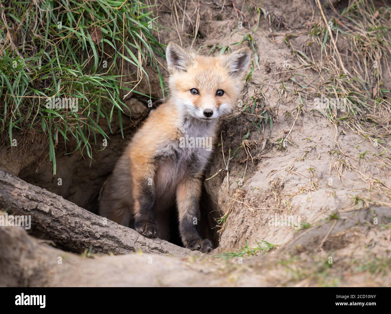Red fox kit in the wild Stock Photo - Alamy
