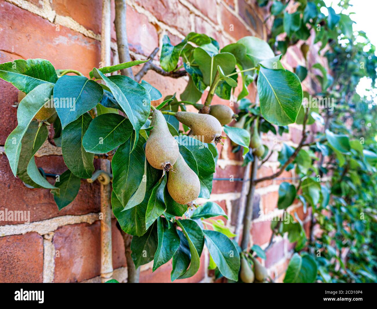 Espalier pear tree on a red brick wall, illuminated by late afternoon ...