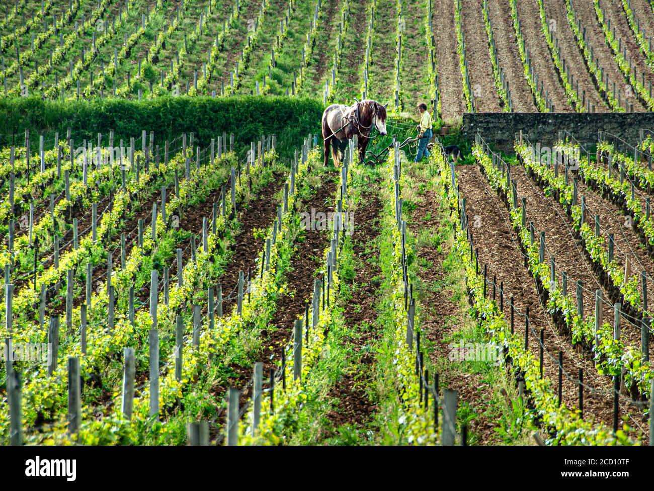 Biodynamic farming worker organic vineyards hi-res stock photography ...