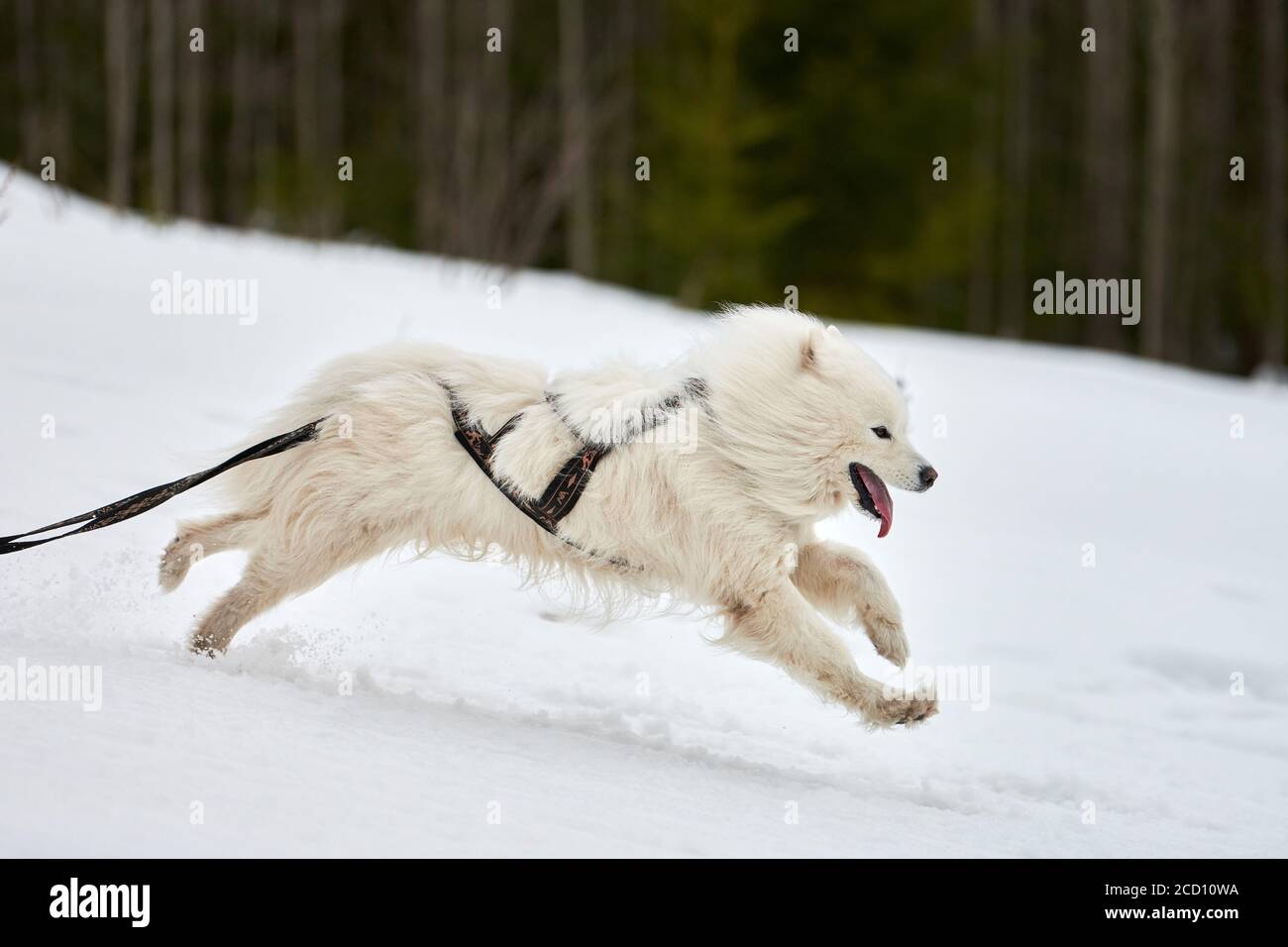 Running Samoyed dog on sled dog racing. Winter dog sport sled team ...