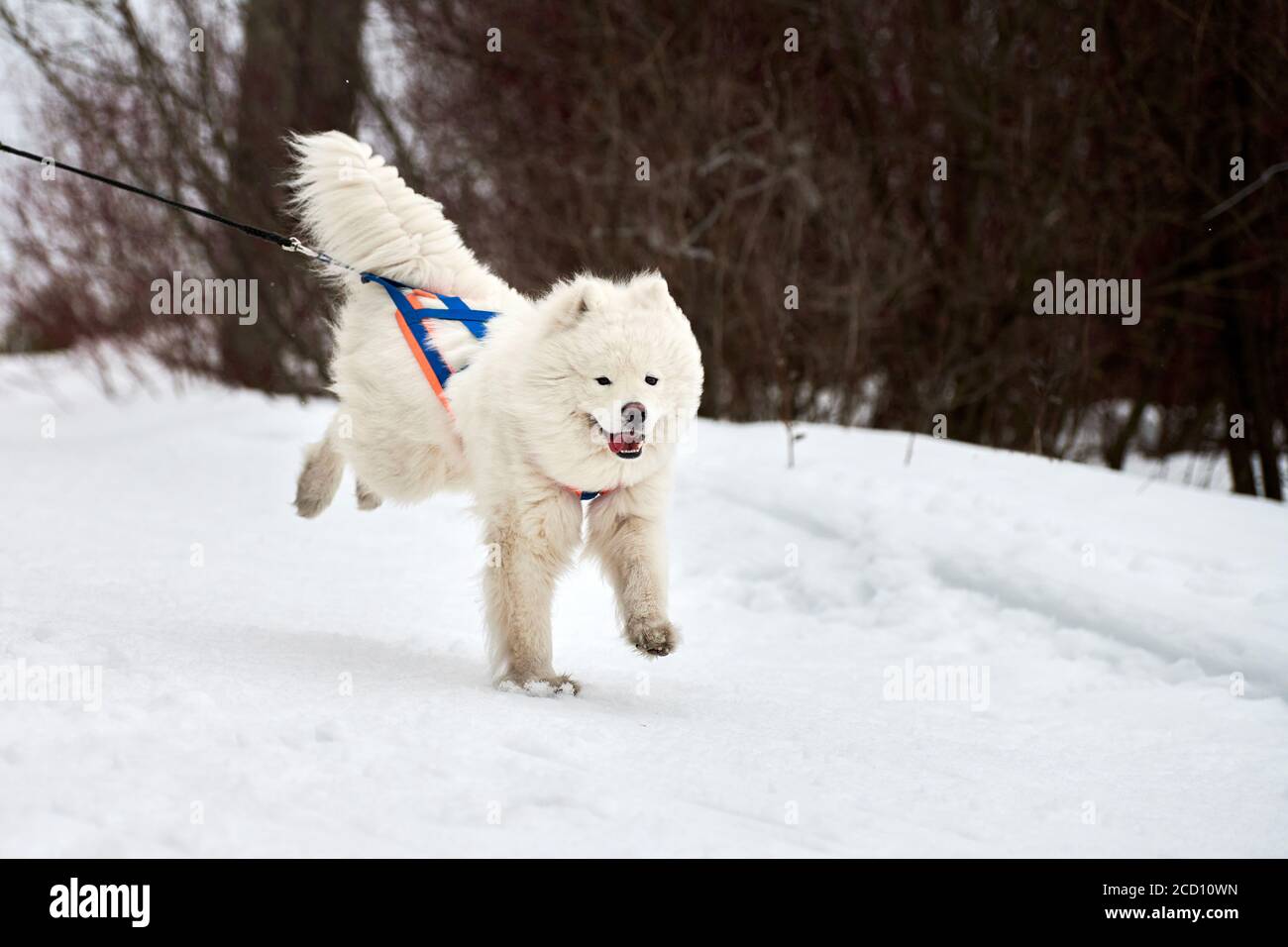 Running Samoyed dog on sled dog racing. Winter dog sport sled team ...