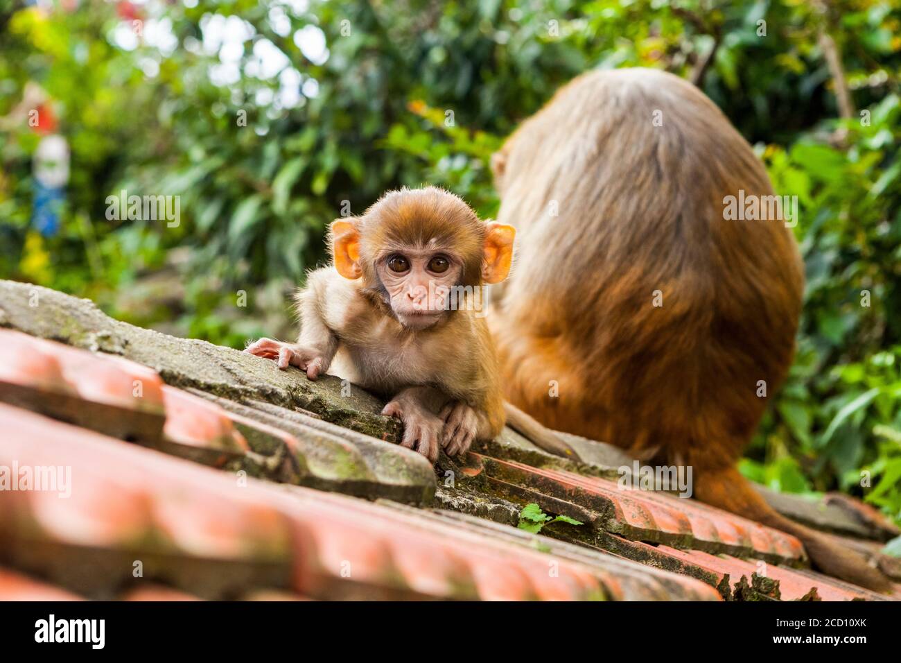 Baby macaque monkey crouches down staring at camera, while mom has her ...