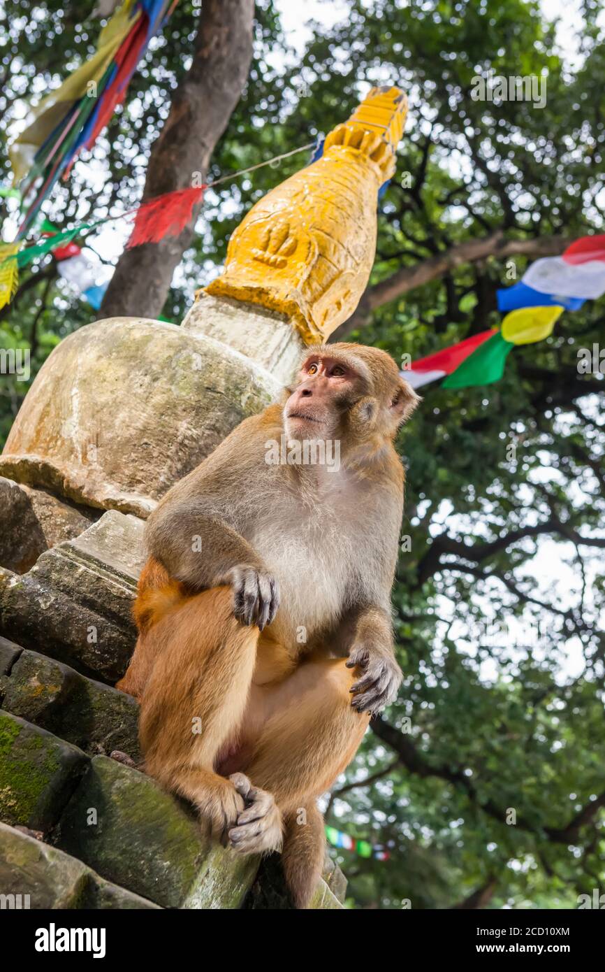 Macaque monkey sits on the steps of a stupa, with brightly coloured ...