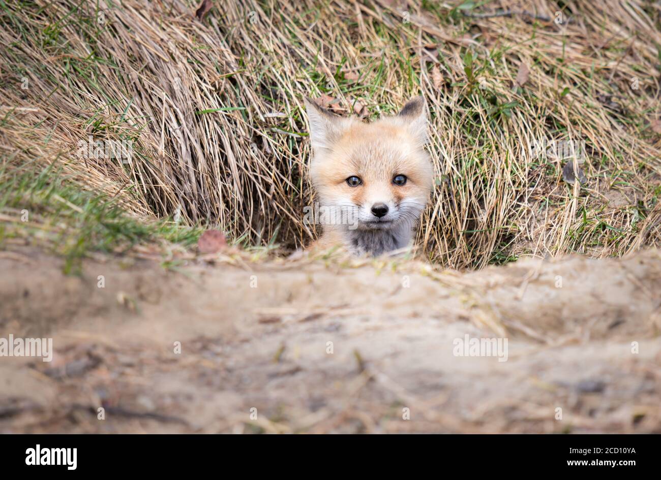 Red fox kit in the wild Stock Photo - Alamy