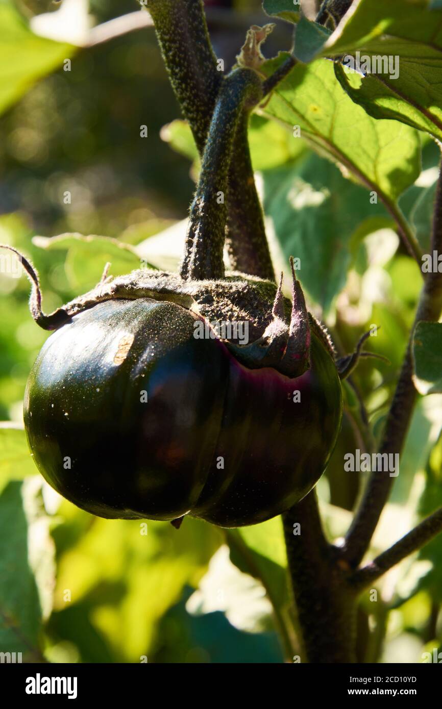 Unusual vegetable shape hi-res stock photography and images - Alamy