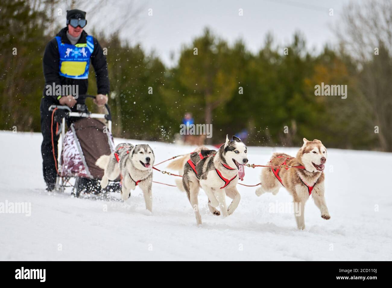 Husky sled dog racing. Winter dog sport sled team competition. Siberian ...