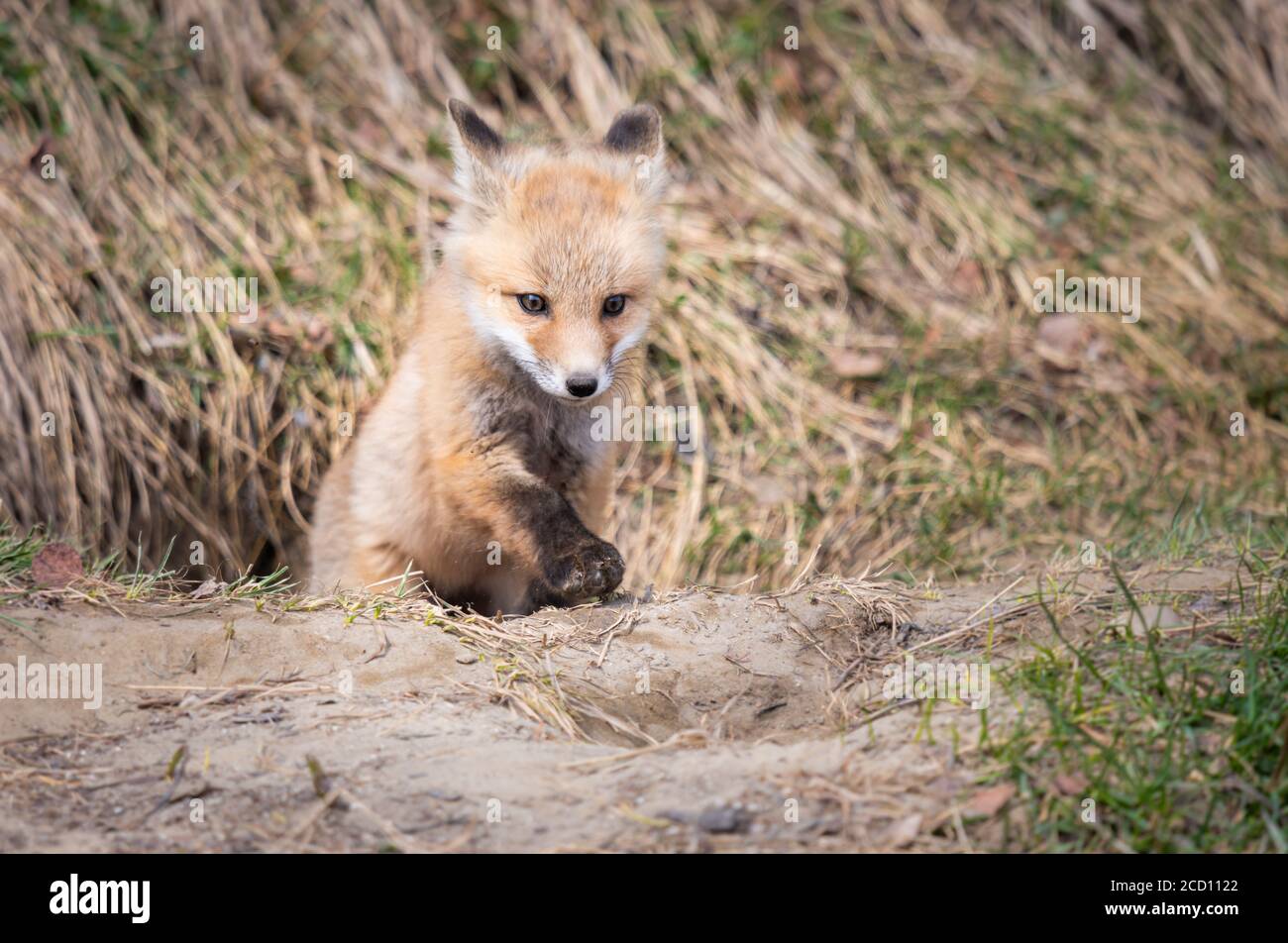 Red fox kit in the wild Stock Photo - Alamy