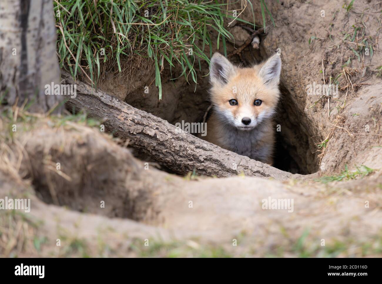 Red fox kit in the wild Stock Photo - Alamy