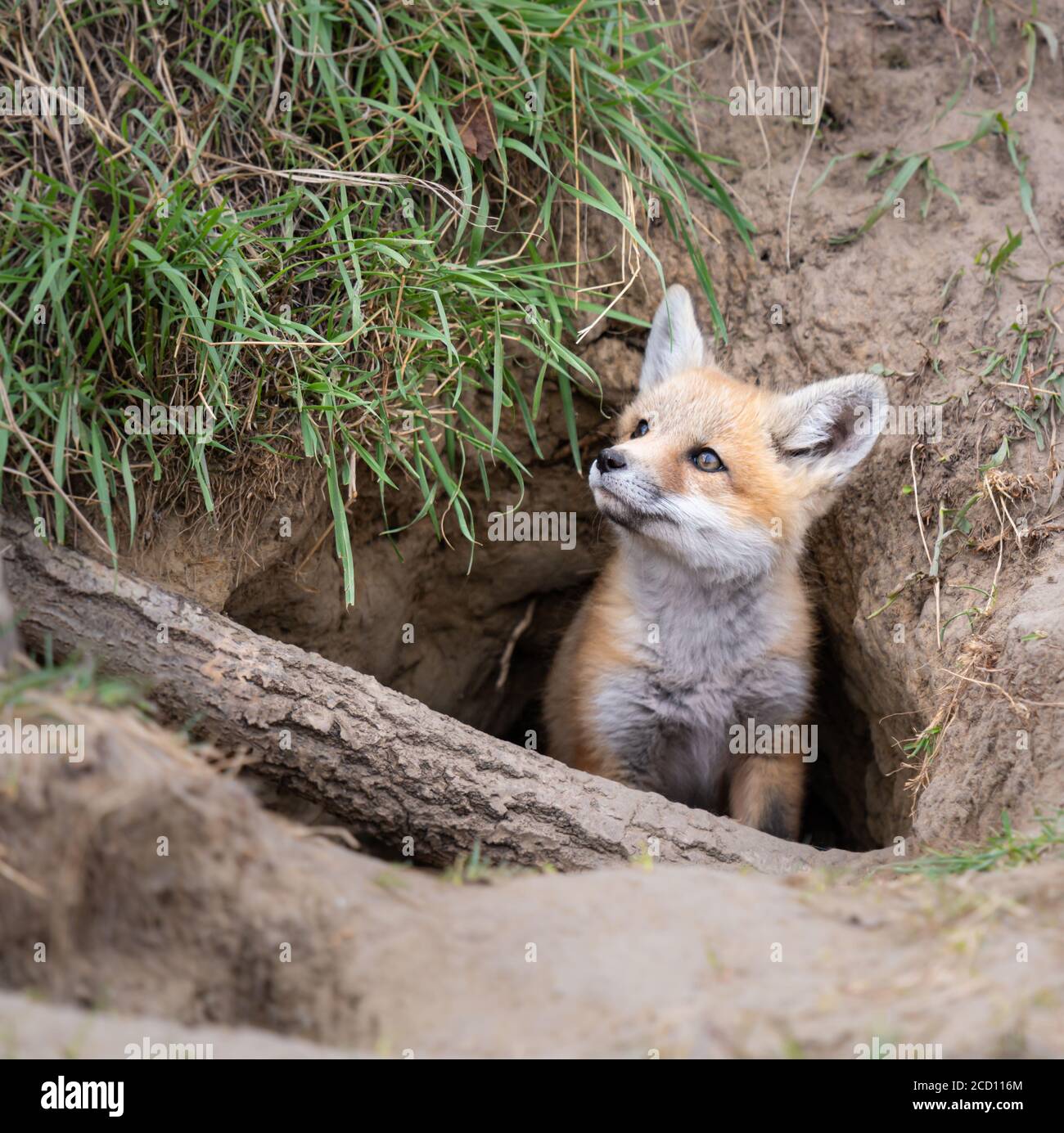 Red fox kit in the wild Stock Photo - Alamy