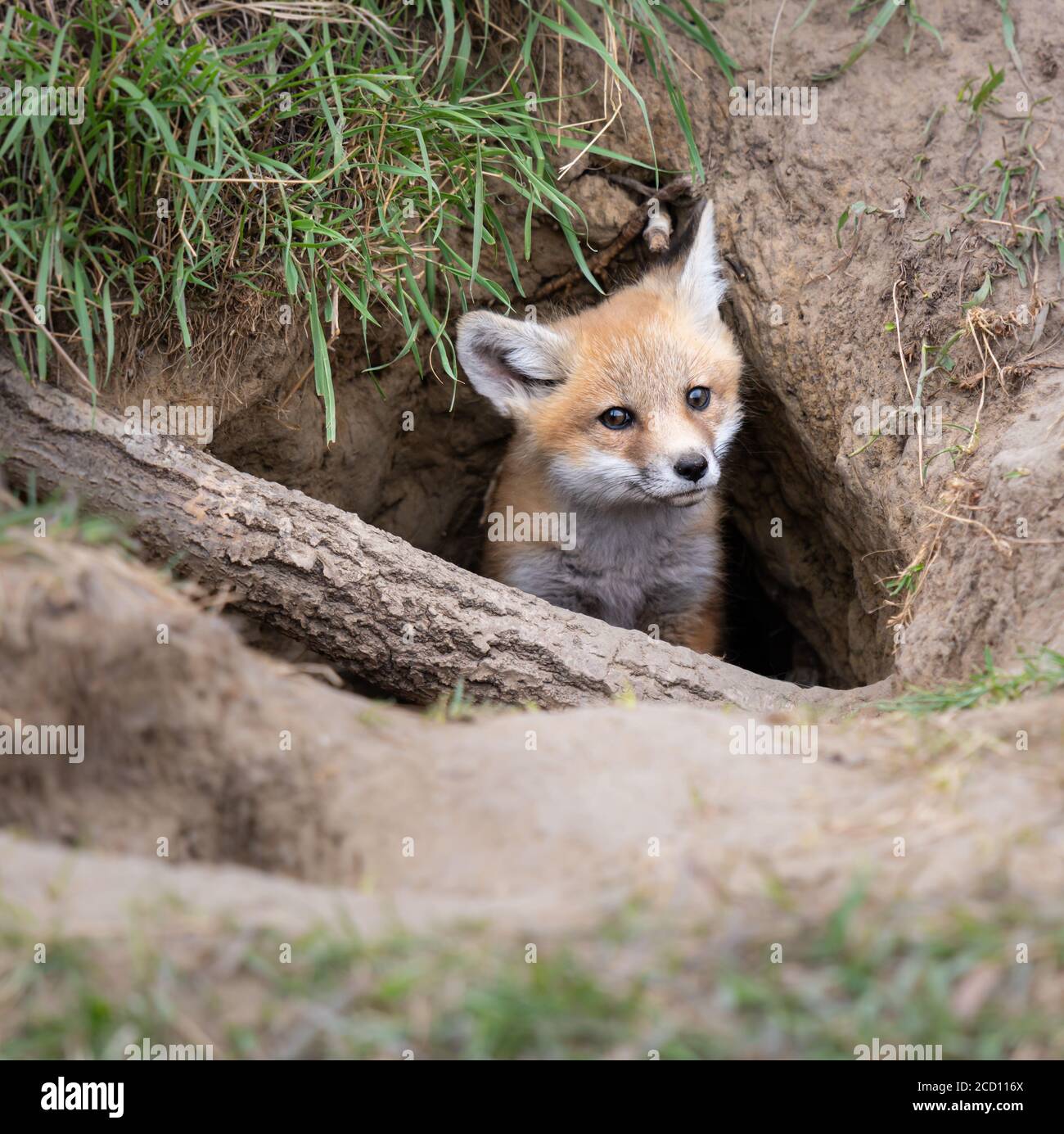 Red fox kit in the wild Stock Photo - Alamy