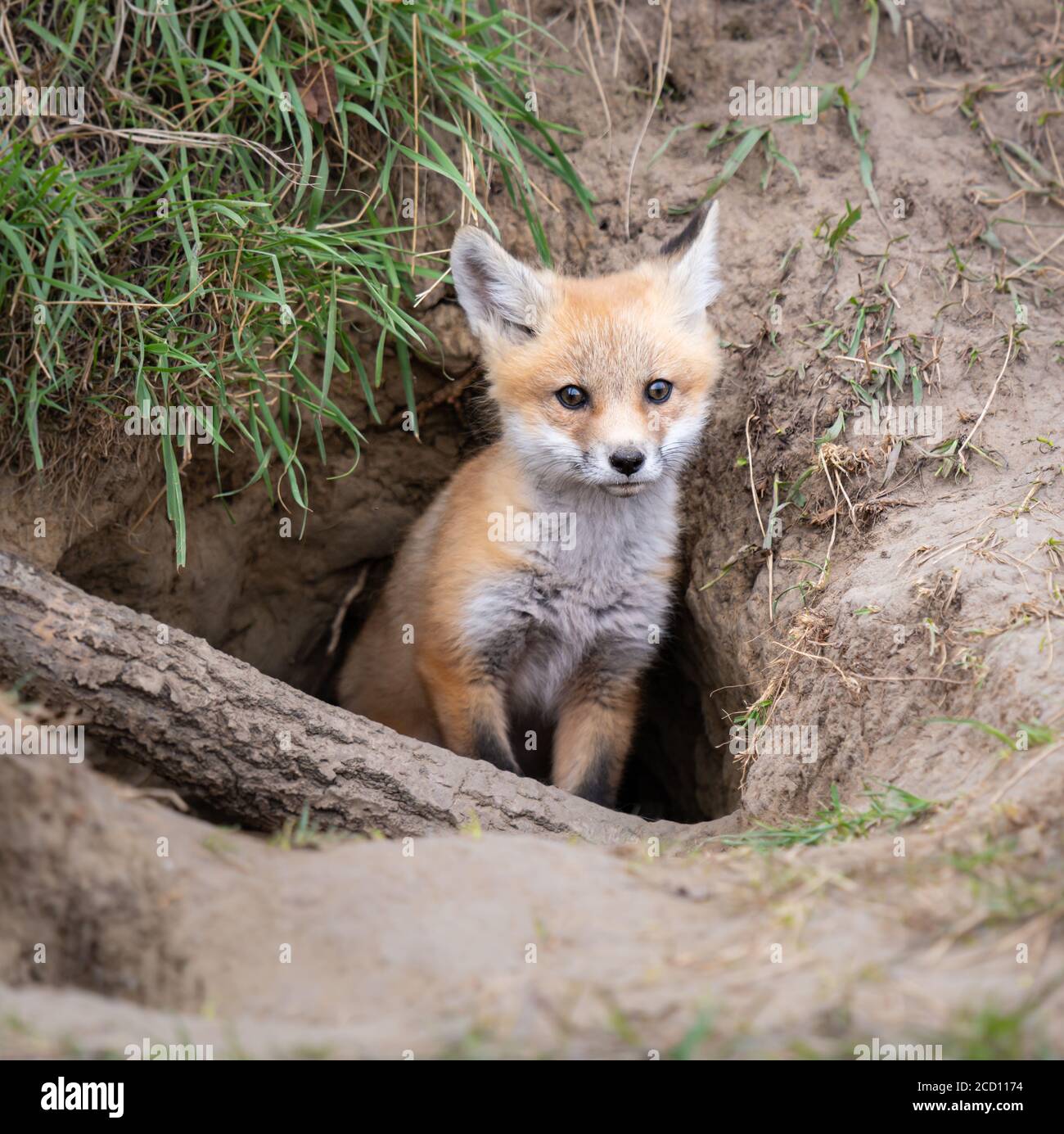 Red fox kit in the wild Stock Photo - Alamy