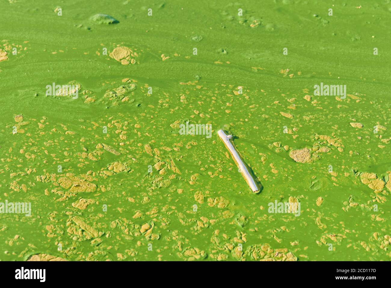 Environmental water pollution. Polluted river - dirty green water ...