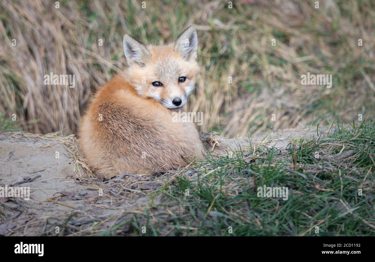 Red fox kit in the wild Stock Photo - Alamy