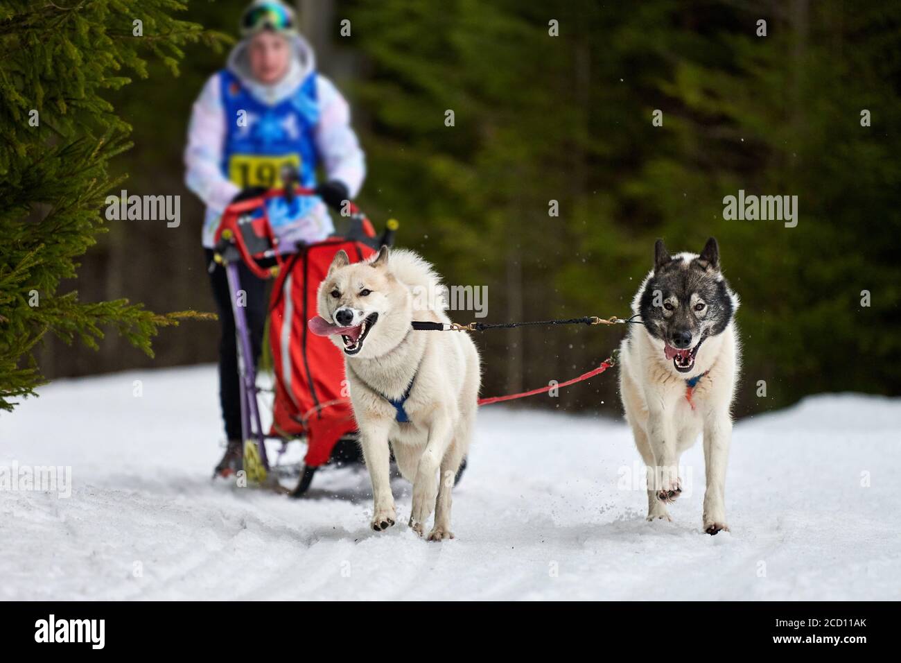 Husky sled dog racing. Winter dog sport sled team competition. Siberian ...