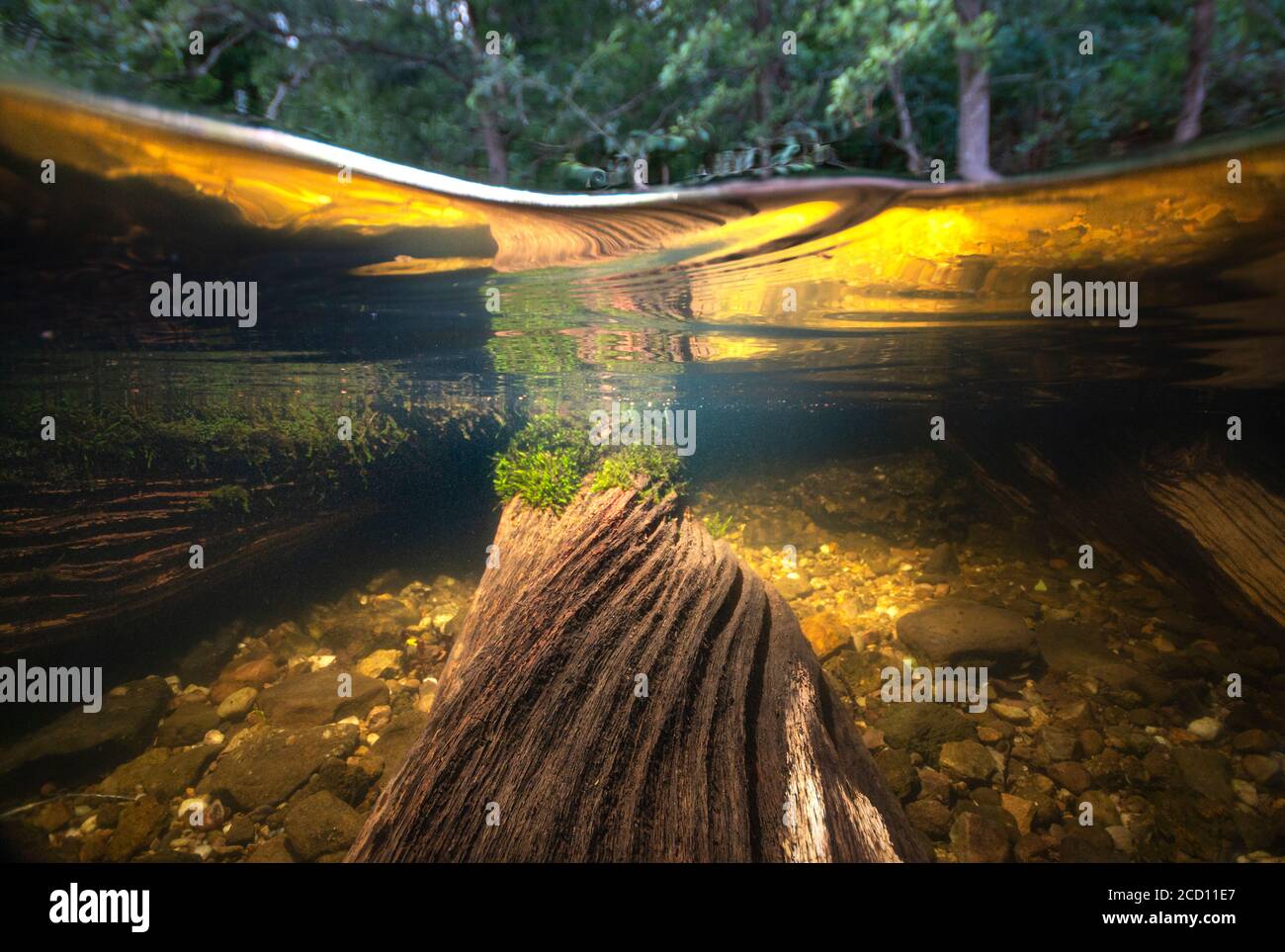 Loch Lomond underwater Tree Trunk Stock Photo - Alamy