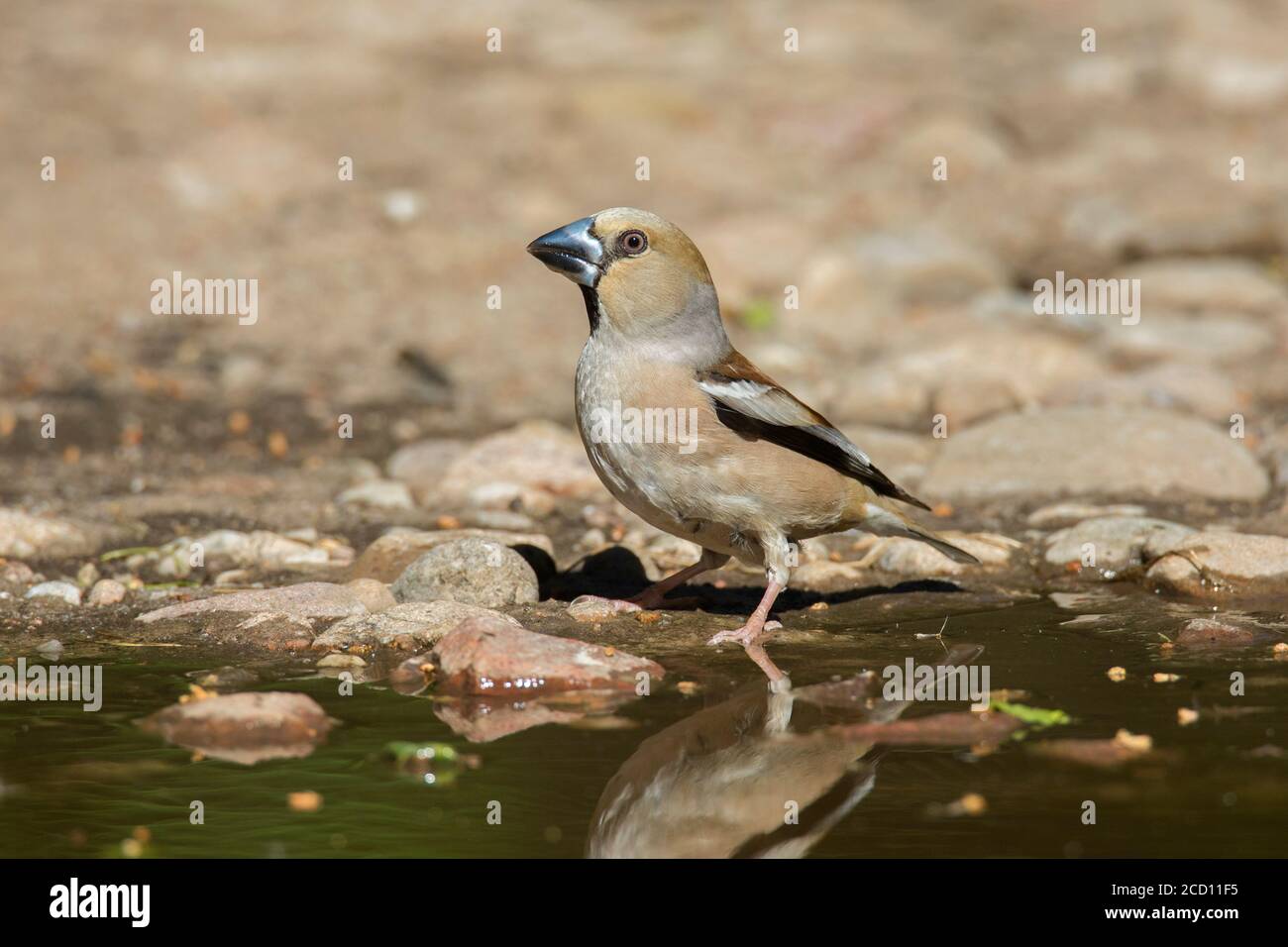 Hawfinch (Coccothraustes coccothraustes) female drinking water from ...