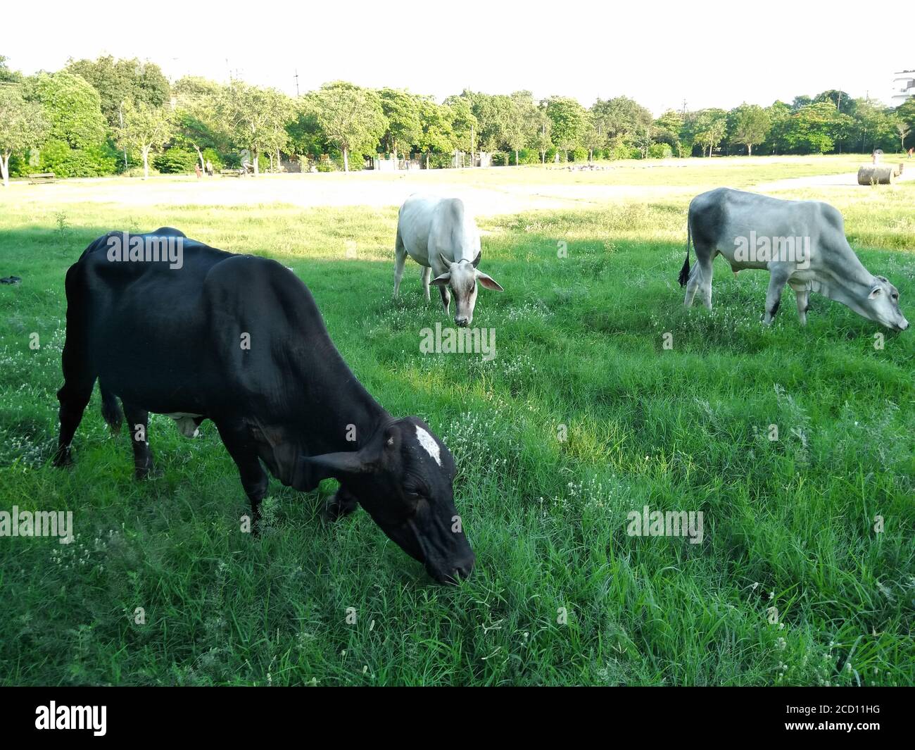 Cow eating grass in garden Stock Photo - Alamy