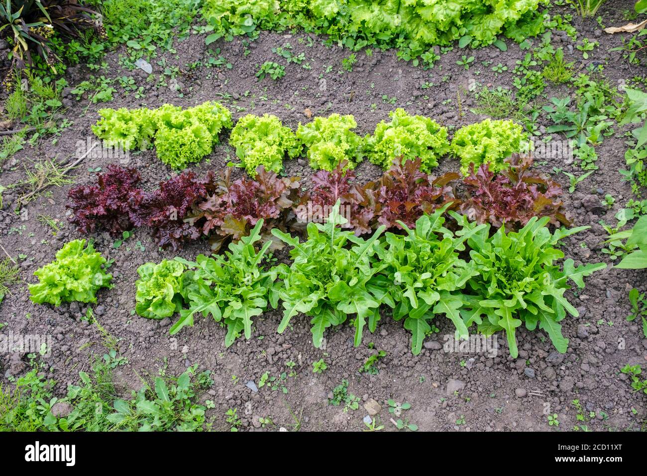 Lettuce varieties Catalogna Cerbiatta, red Lollo Rossa, red Salad Bowl ...