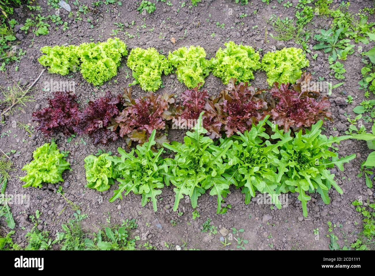 Lollo Rossa Leaves High Resolution Stock Photography and Images - Alamy