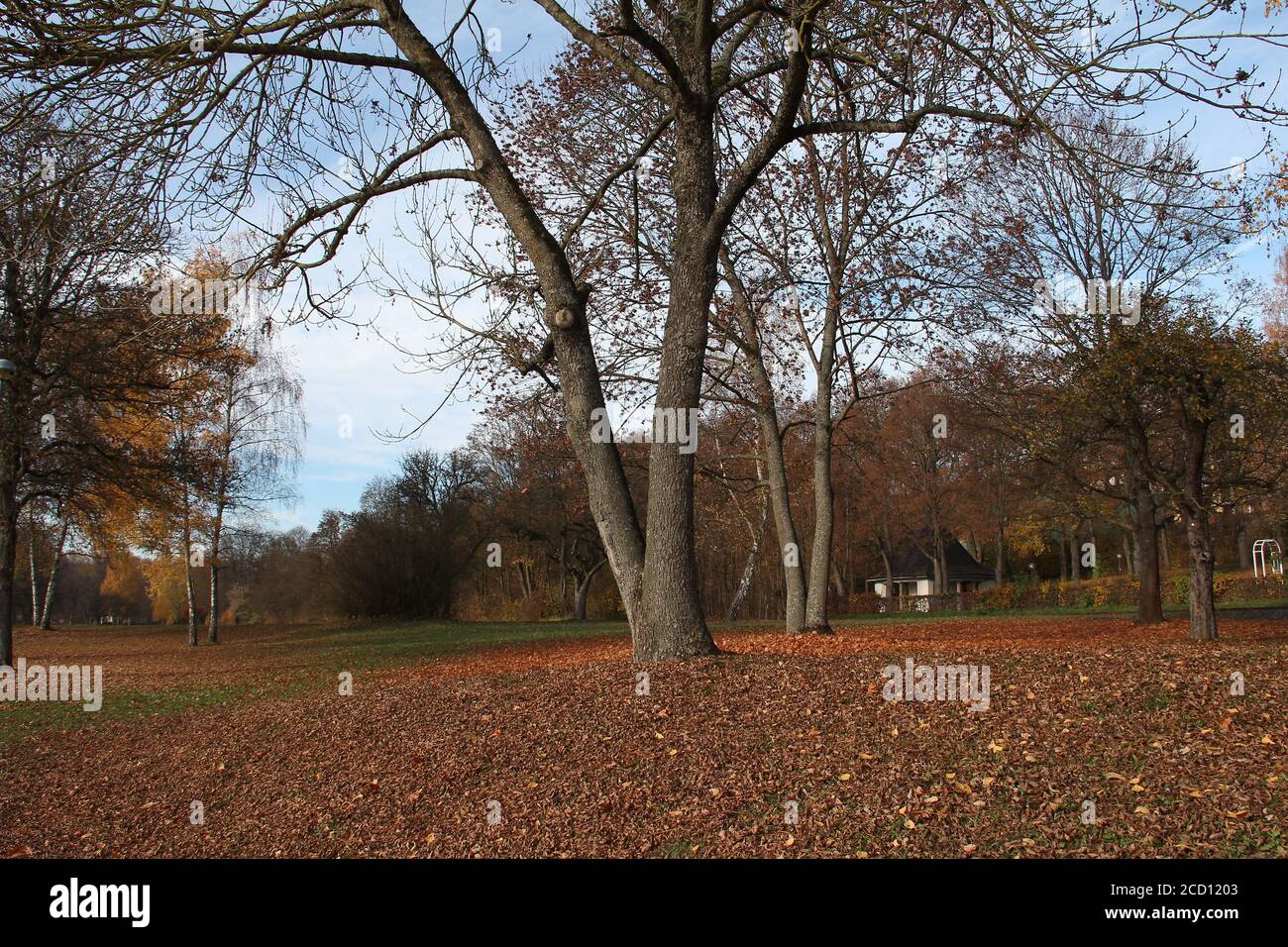 Beautiful autumn landscape in a park Stock Photo - Alamy