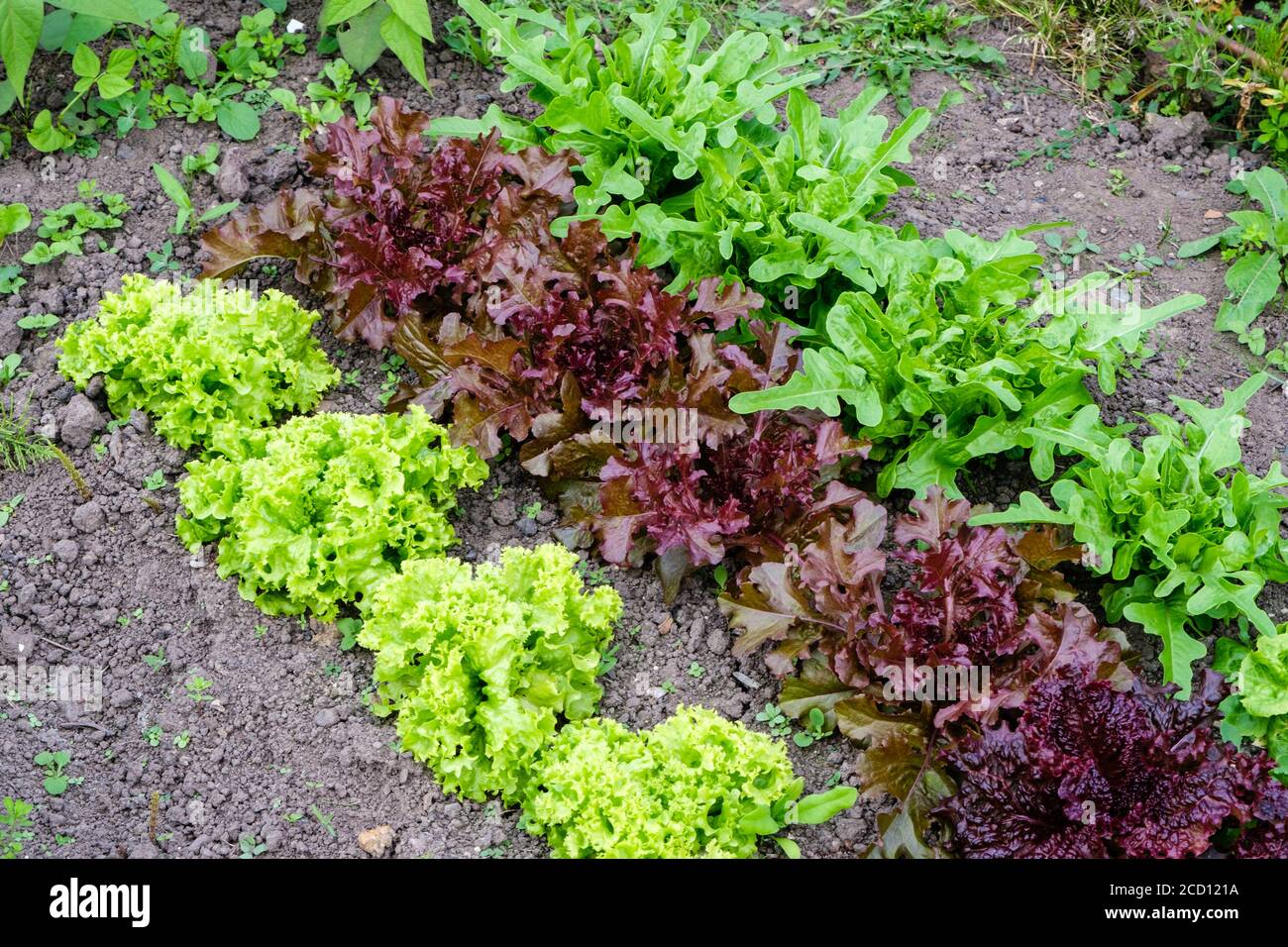 Cerbiatta hi-res stock photography and images - Alamy