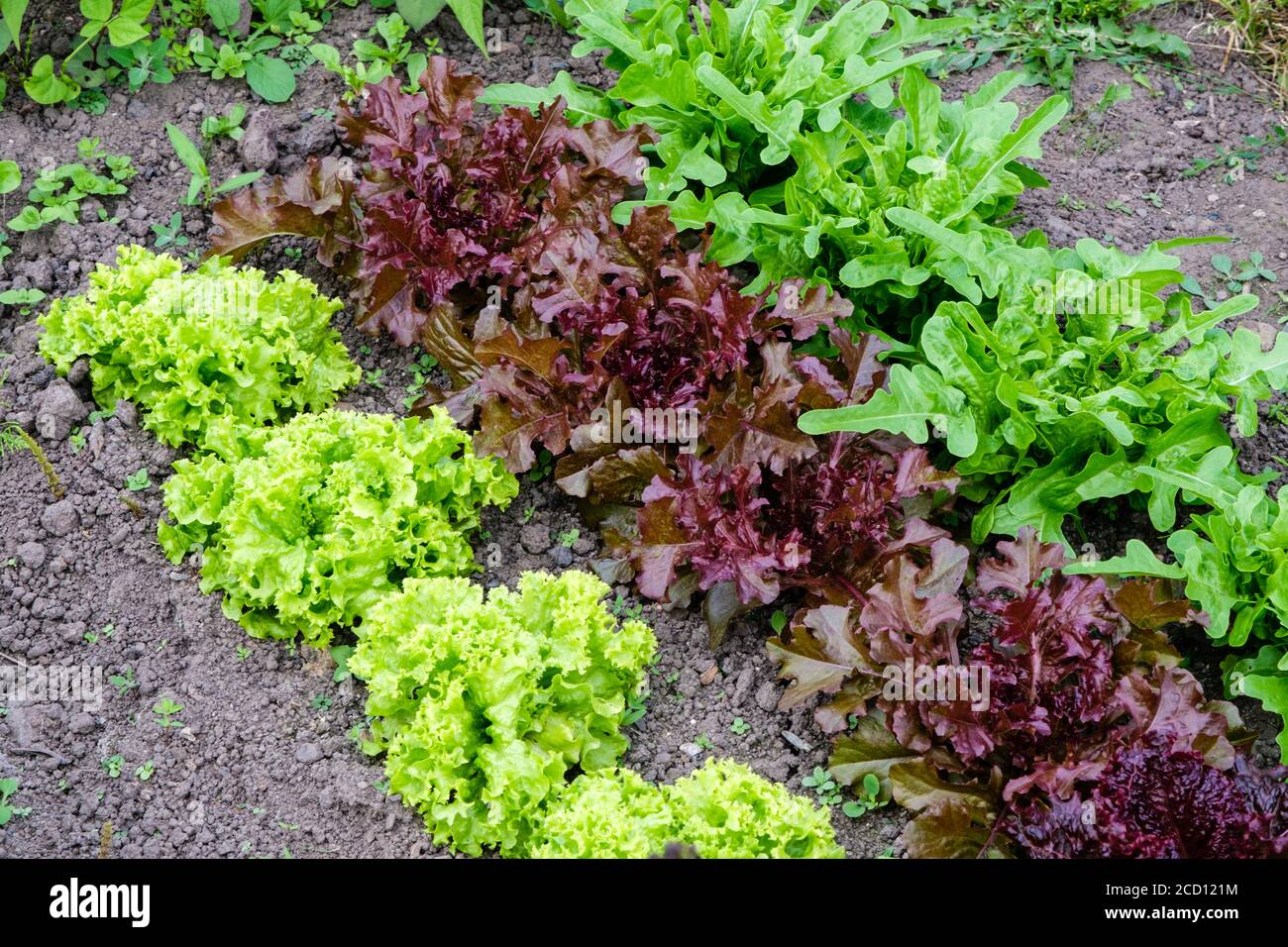 Lettuce varieties hi-res stock photography and images - Alamy