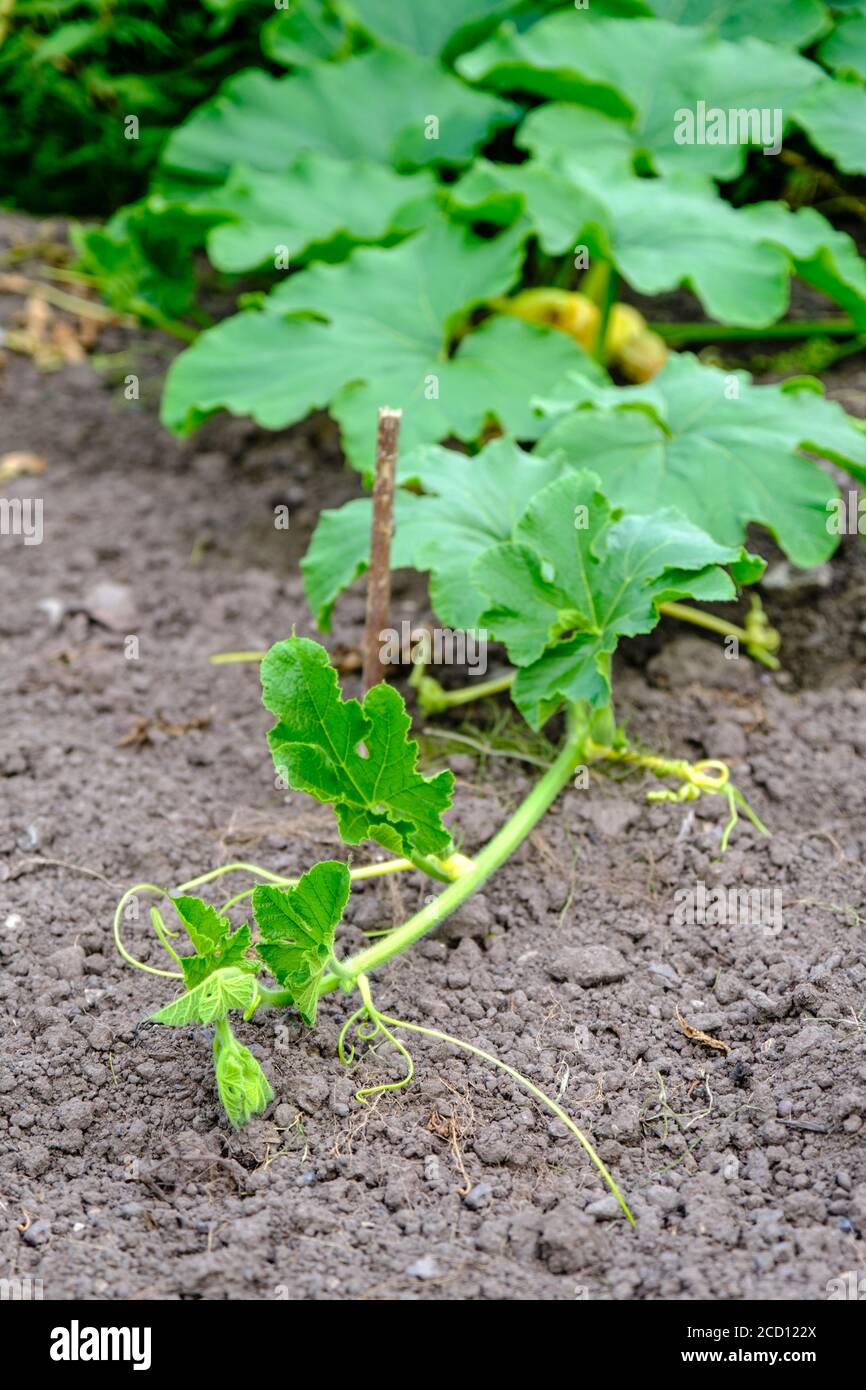 Potiron winter squash hi-res stock photography and images - Alamy