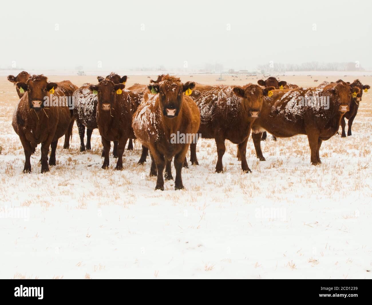 Beef Cows In Winter