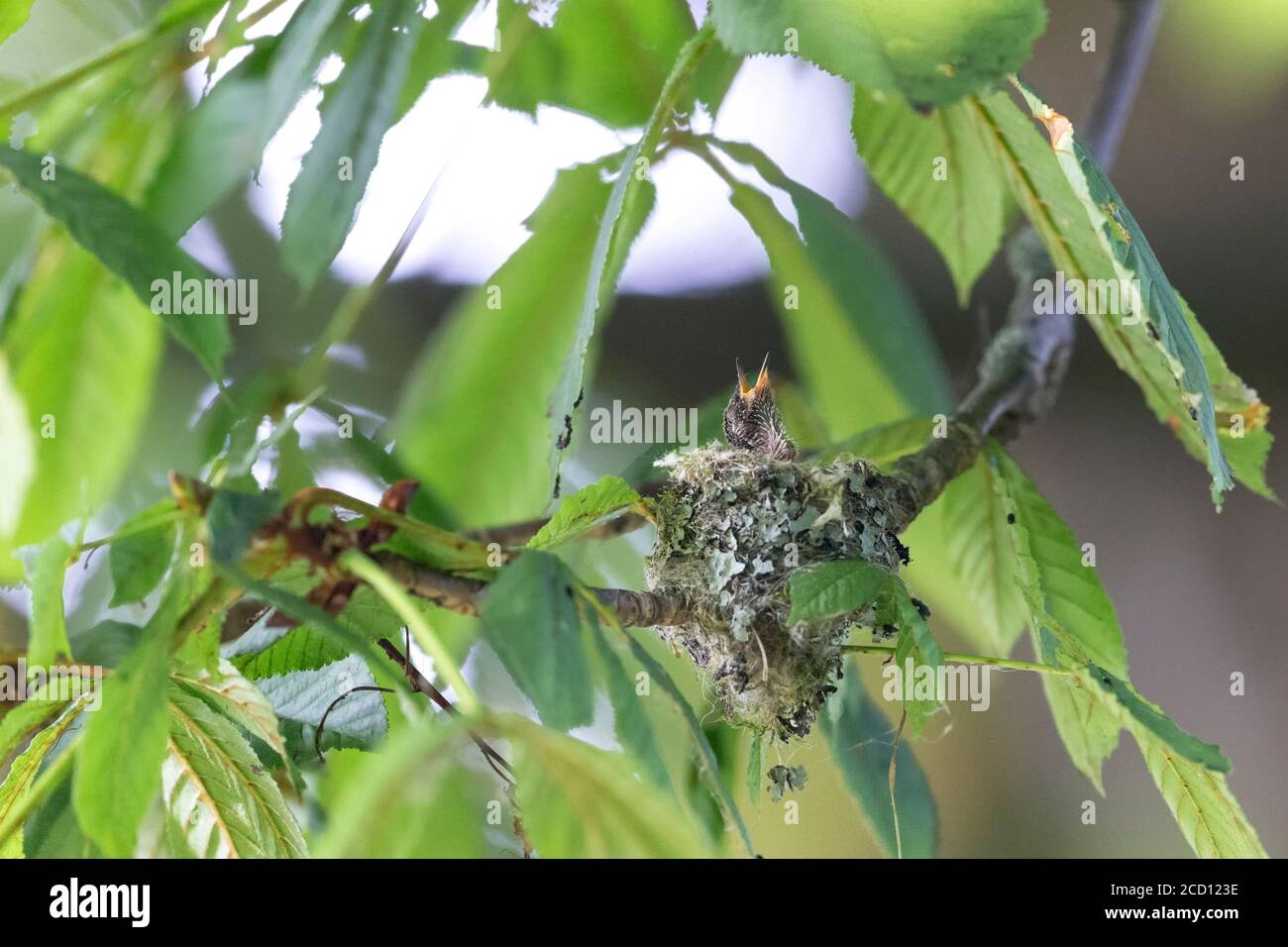 rufous hummingbird nest at Delta BC Canada Stock Photo - Alamy