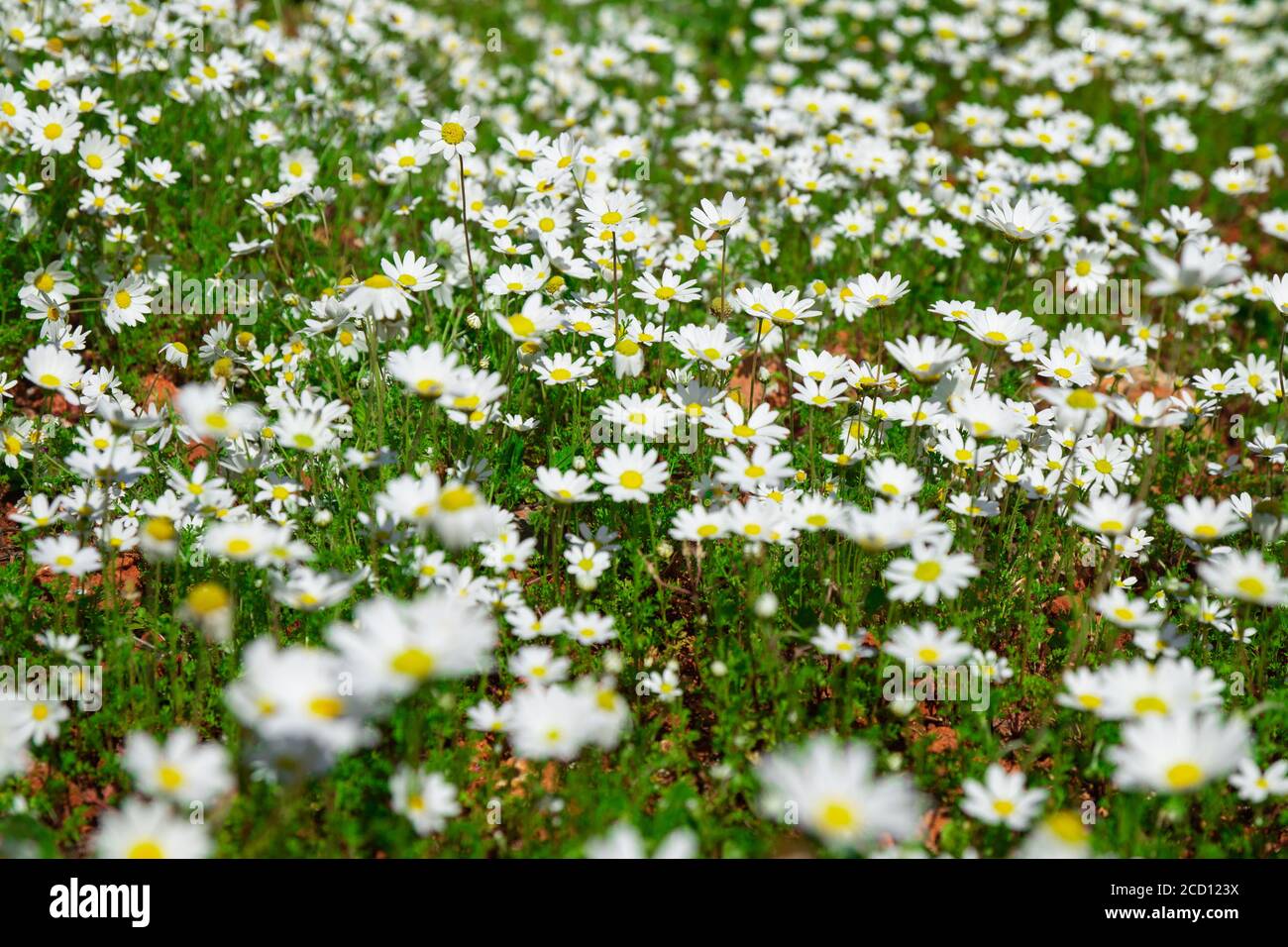 Natural wild chamomile. View of the blooming chamomile field. Green ...
