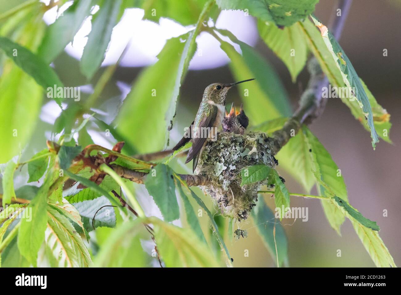 rufous hummingbird nest at Delta BC Canada Stock Photo - Alamy
