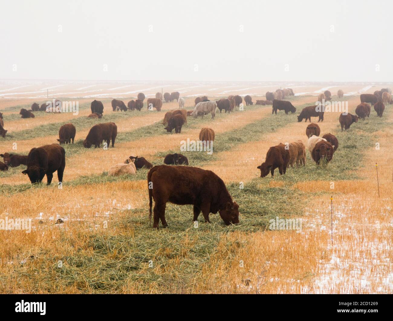Livestock - Mixed breeds of beef cows and bulls swath grazing on a snow ...