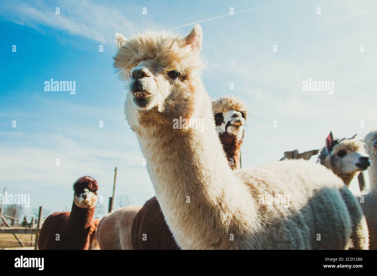 Angry alpaca hi-res stock photography and images - Alamy