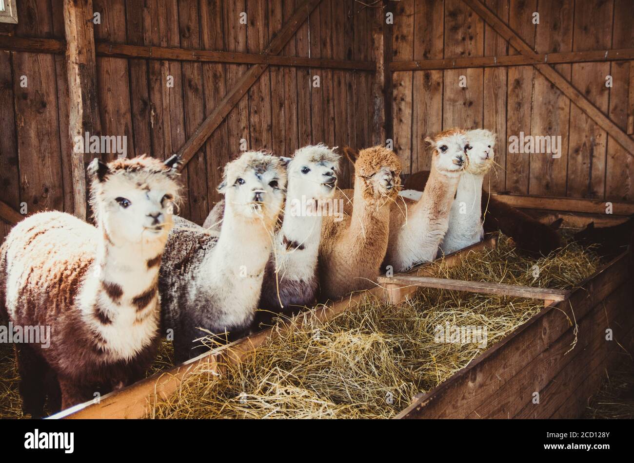 Group of cute alpacas in barn looking at camera Stock Photo - Alamy