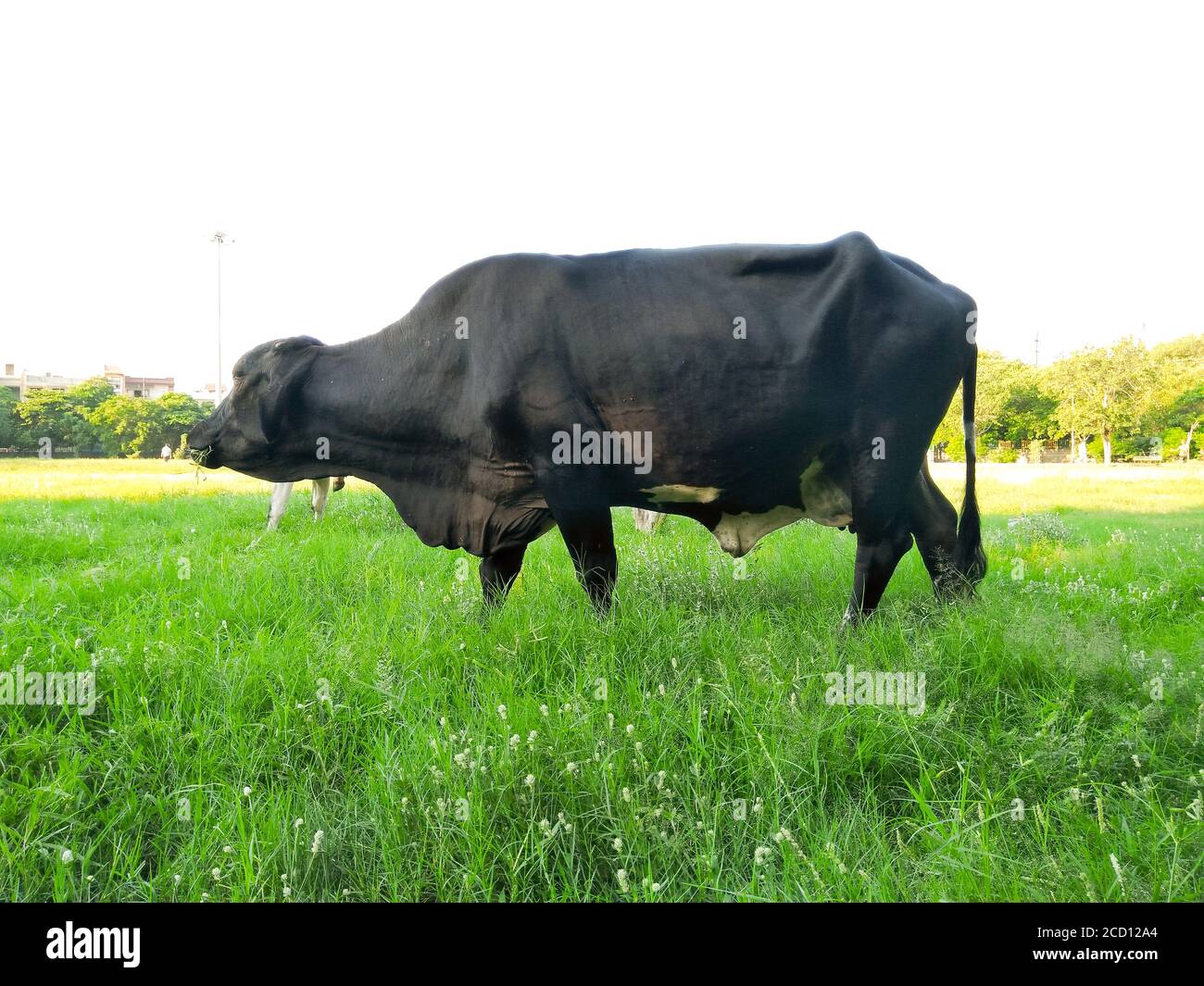 Cow eating grass in garden Stock Photo - Alamy