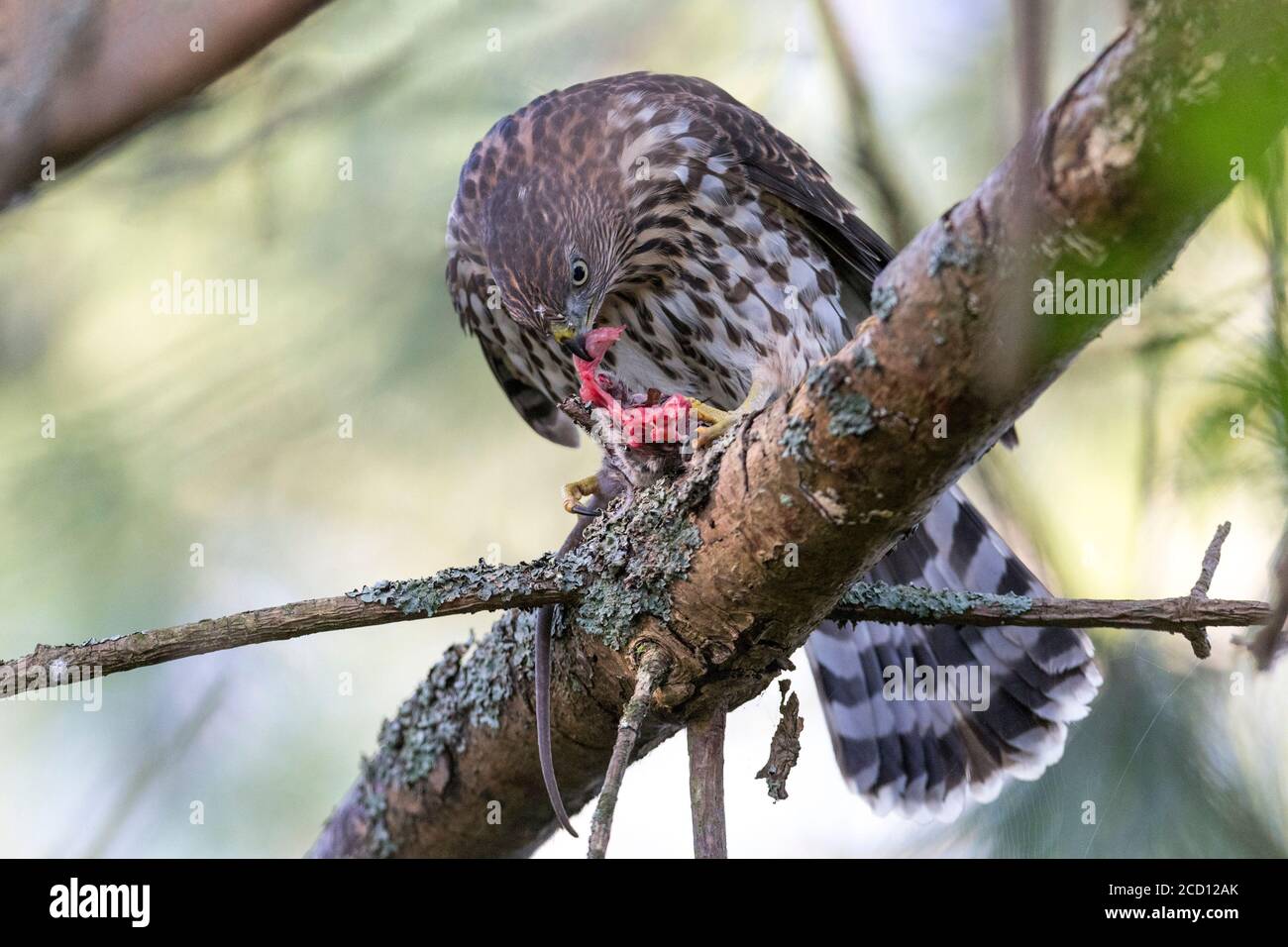 juvenile cooper's hawk eating mouse british columbia Canada Stock Photo ...