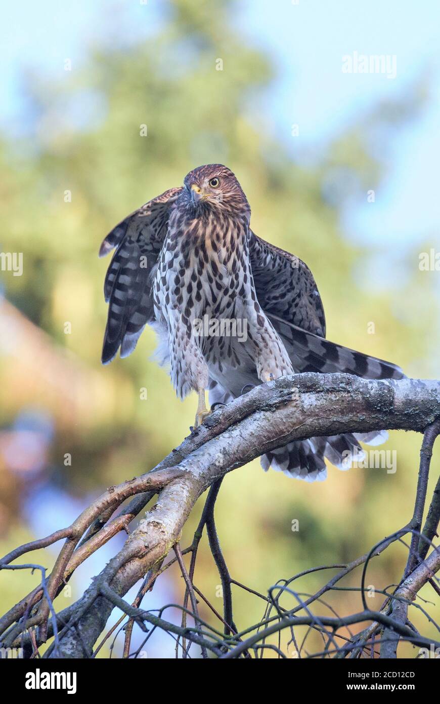 British predators hi-res stock photography and images - Alamy