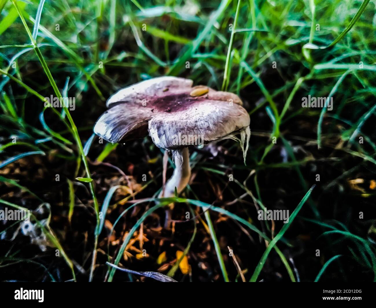 A picture of mushroom Stock Photo - Alamy
