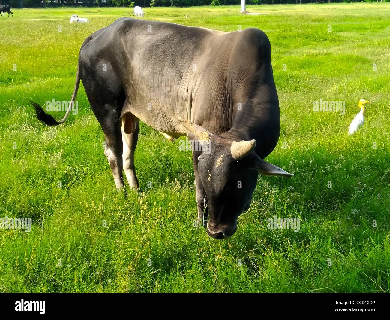 Cow eating grass in garden Stock Photo - Alamy