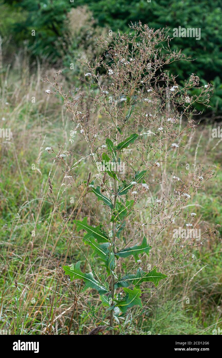 a tall plant of a rough hawksbeard in an uncultivated meadow with ...