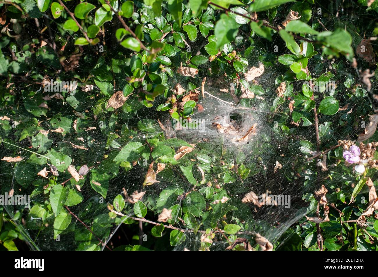close-up of a funnel-shaped trap of dense spider silk filaments in a ...