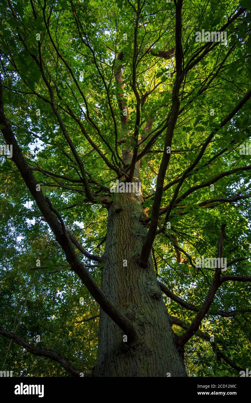 Century old oak tree in the Bois de Meudon, Clamart, France Stock Photo ...
