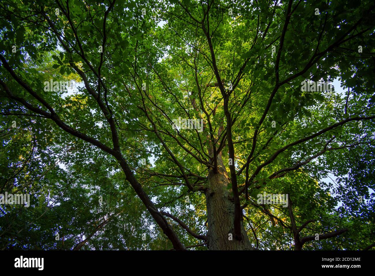 Century old oak tree in the Bois de Meudon, Clamart, France Stock Photo ...