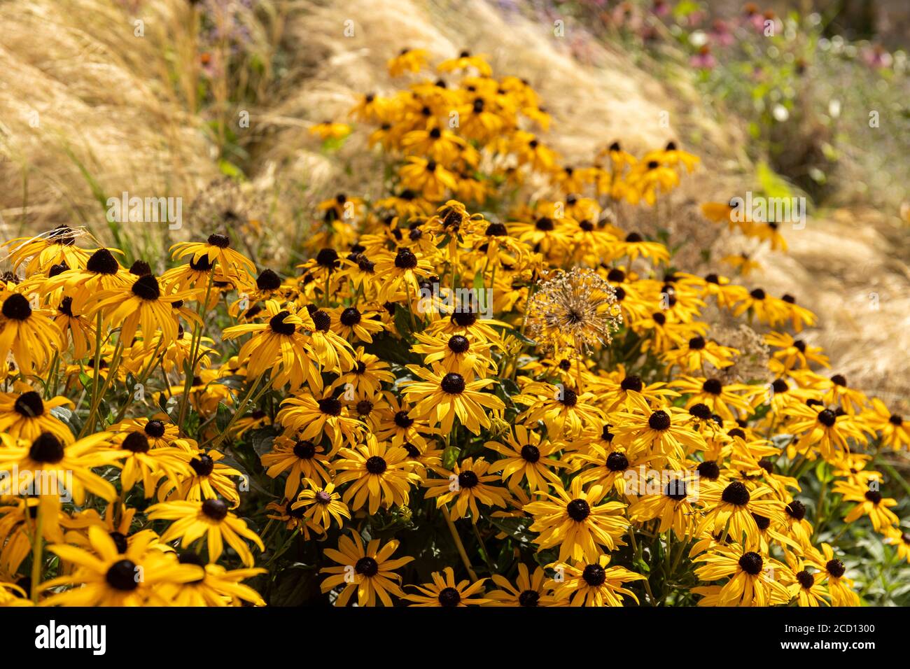 Border With Grasses High Resolution Stock Photography and Images - Alamy